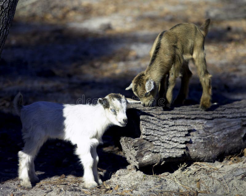 Two Baby Goats Playing Together Stock Image - Image of herd ...
