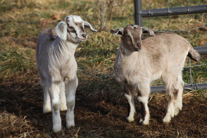 Two baby goats standing stock photo. Image of missouri - 56691616