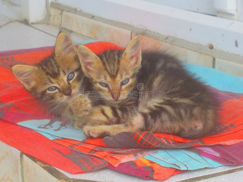 Two baby grey cats lying stock image. Image of baby - 167013227