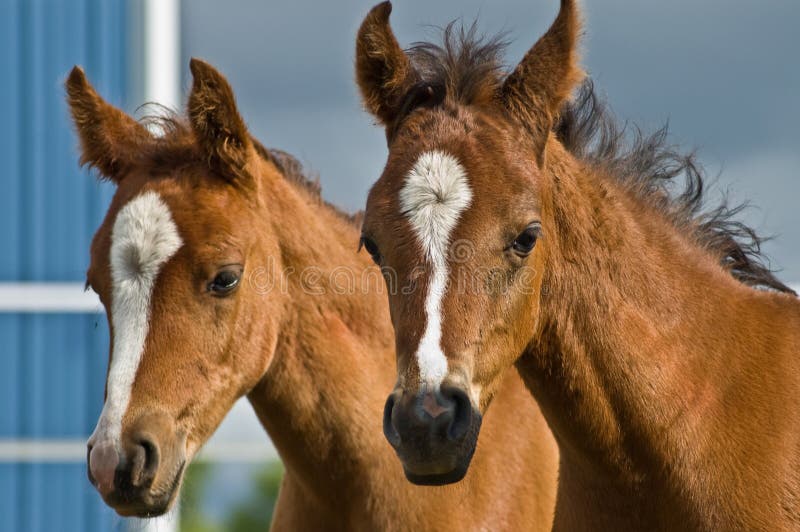 Two Baby Horses Nuzzling Each Other Stock Image - Image of foal, equine ...