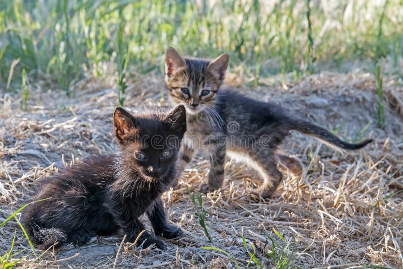 Mother Cat and the Baby Kitten Stock Photo - Image of nature, female ...