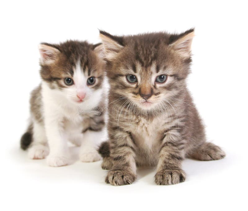 Newborn Two White Kittens Isolated Stock Image - Image of sleeping ...