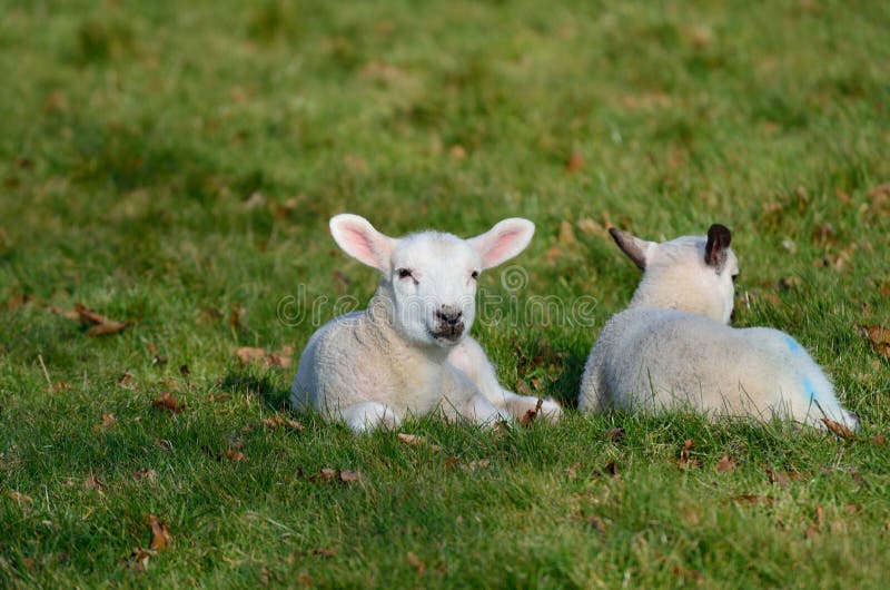 Baby Lambs stock photo. Image of agriculture, lamb, living - 92431394