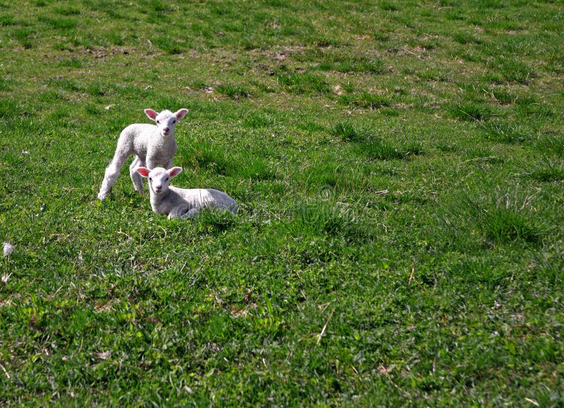 Two baby lambs stock image. Image of lamb, nature, baby - 31176543
