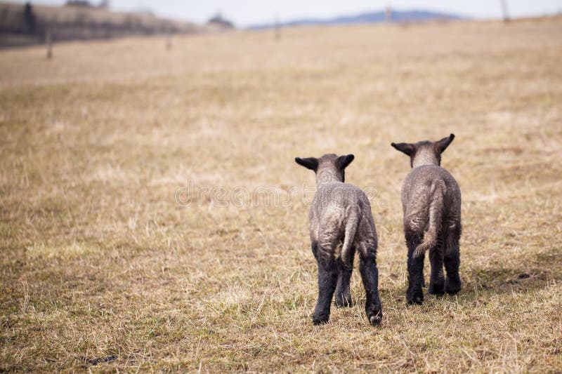 Two Baby Lambs Walking Together Stock Photo - Image of farm, friendly ...