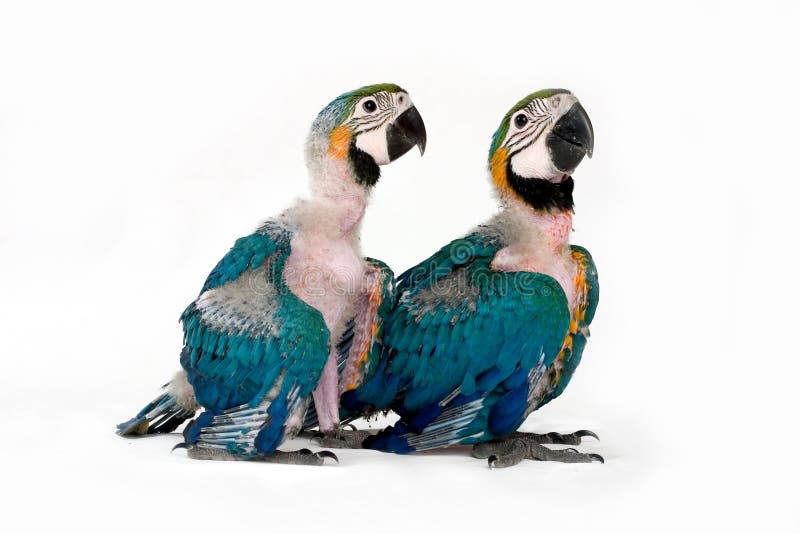 Two baby macaws stock photo. Image of macaw, domestic - 10178500