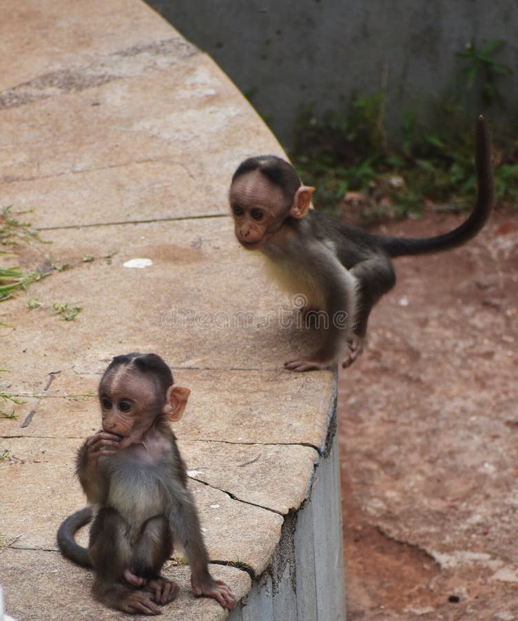 Two Baby Monkey Playing in the Park Stock Image - Image of monkey, park ...