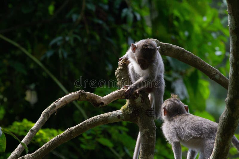Two Baby Monkeys Climbing the Green Tree in the Jungle Stock Image ...