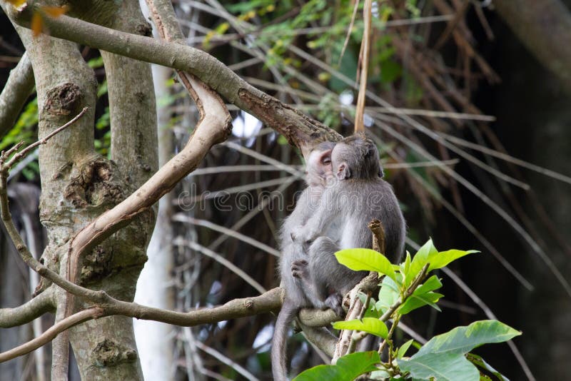 Two Baby Monkeys on the Green Tree in the Jungle Stock Photo - Image of ...