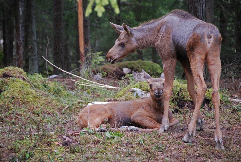 Two baby moose in forest stock image. Image of nature - 6095007