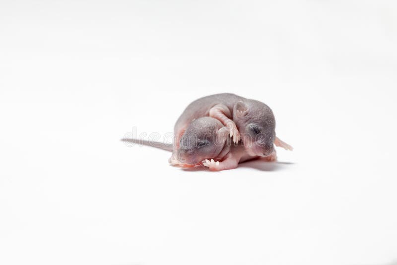 Two baby of a mouse stock photo. Image of pets, mouse - 51970904