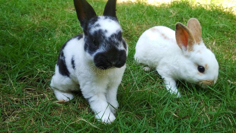 Two baby rabbit stock photo. Image of carnivore, meadow - 189222998