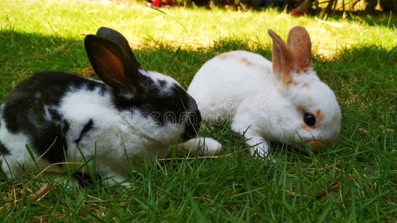 Two Baby Rabbit in the Grass Stock Photo - Image of whiskers, mammal ...