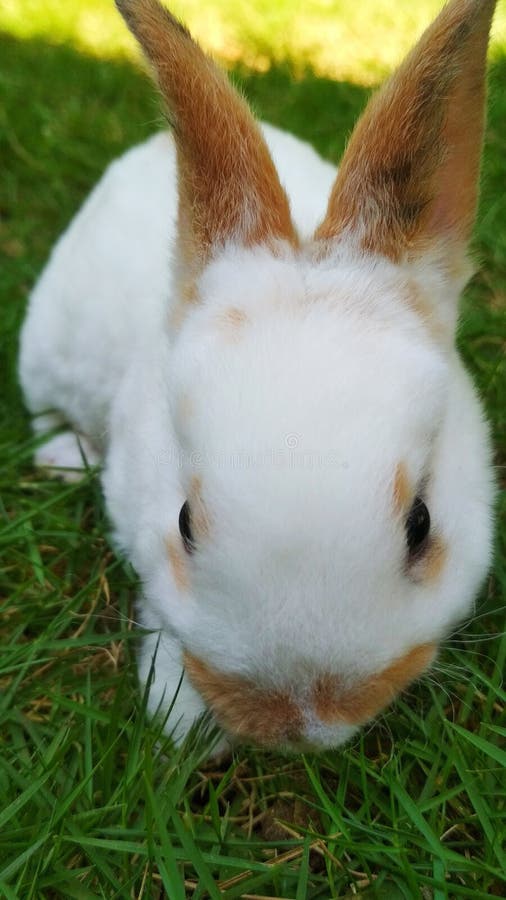 Little baby rabbit stock photo. Image of meadow, whiskers - 189222604