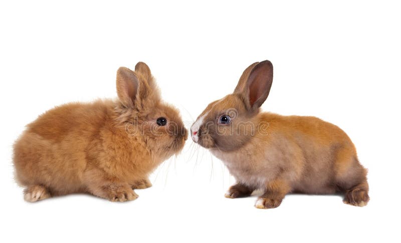 Two Cute Baby Rabbits Sitting Together Stock Image - Image of little ...