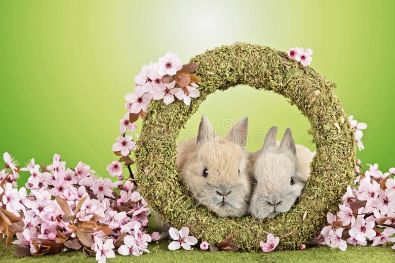 Two Baby Rabbits with Greens and Flowers Stock Image - Image of ...