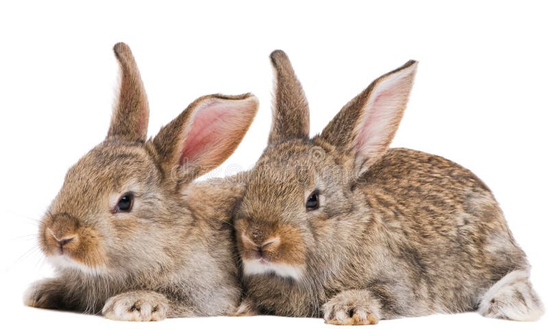 Set of brown baby rabbits stock image. Image of buck - 16951213