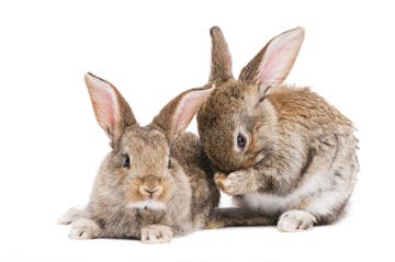 Two Baby Rabbits Isolated on White Stock Image - Image of group, furry ...