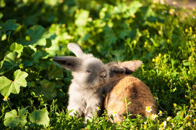 Two baby rabbits stock photo. Image of pretty, playful - 56605366