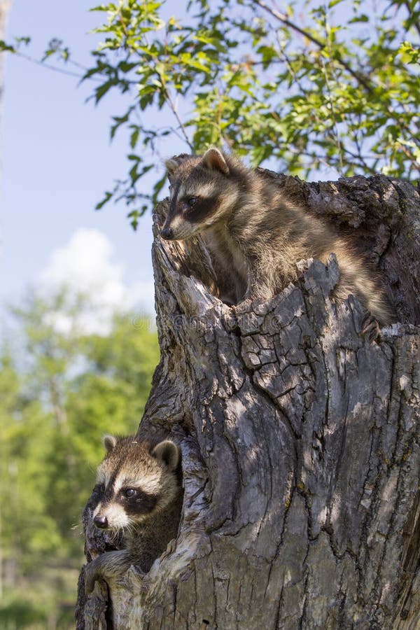 Two Baby Raccoons Playing in Log Stock Photo - Image of boar, males ...