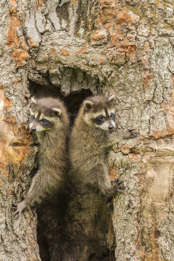 Two Baby Raccoons in a Tree Stock Image - Image of hole, babies: 73612931