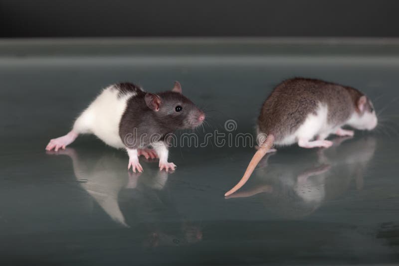 Rats on a glass table stock image. Image of studio, pets - 254896813