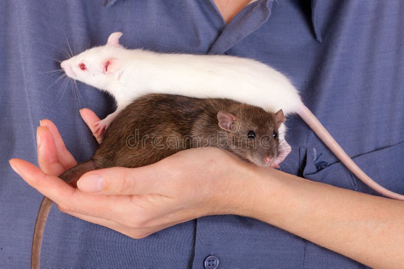 Two baby rats stock image. Image of domestic, eyes, animals - 229656797