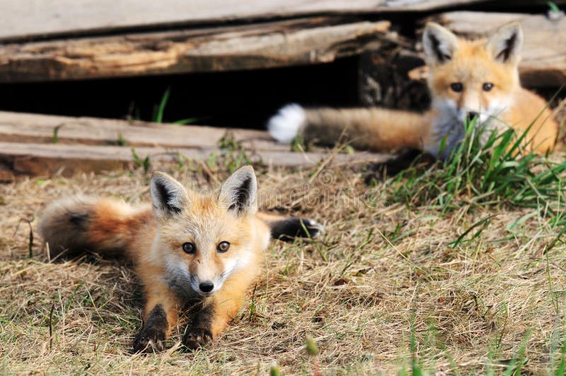 Two Baby Red Fox Kits Near Den Stock Image - Image of farm, pups: 16893193