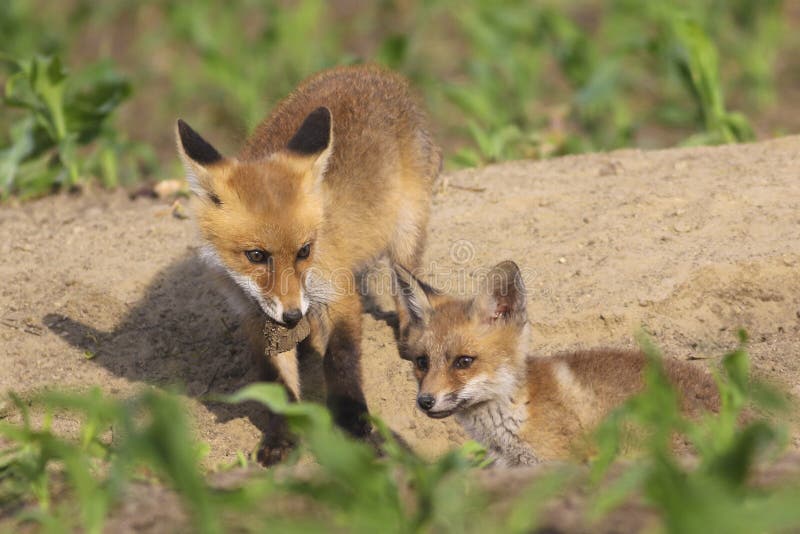 Two Baby Red Foxes in the Spring Corn Field Stock Photo - Image of ...
