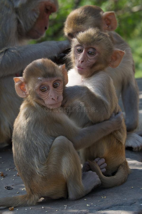 Two baby rhesus macaques stock photo. Image of cute, cuddle - 35311692