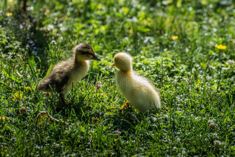 Two Baby Running Ducks Look at Each Other Stock Photo - Image of spring ...