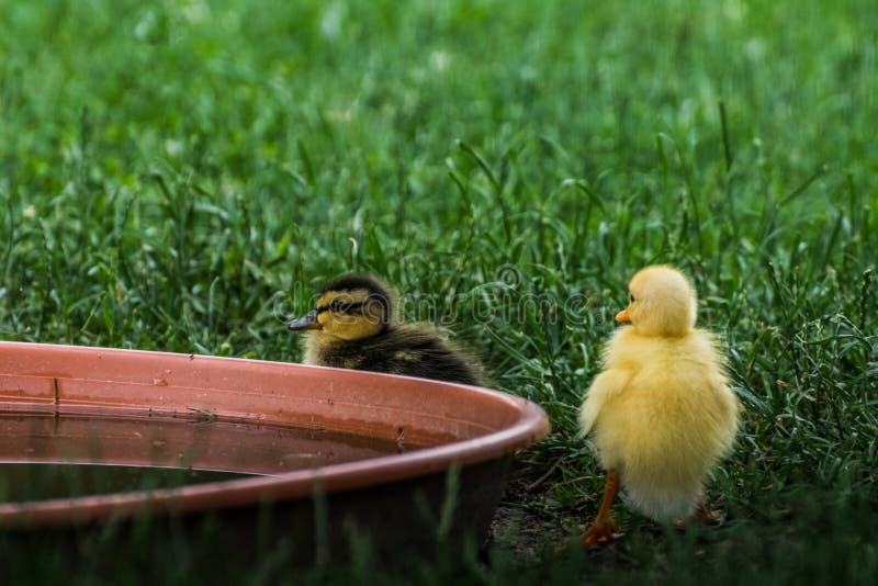 Two Baby Running Ducks Play Stock Photo - Image of smile, duck: 195087498
