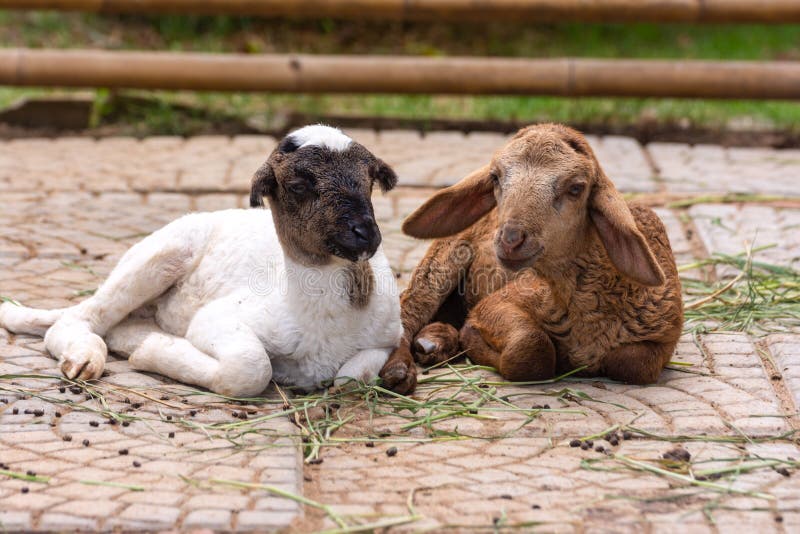 Two Baby Sheep. stock image. Image of animal, asia, natural - 129652533