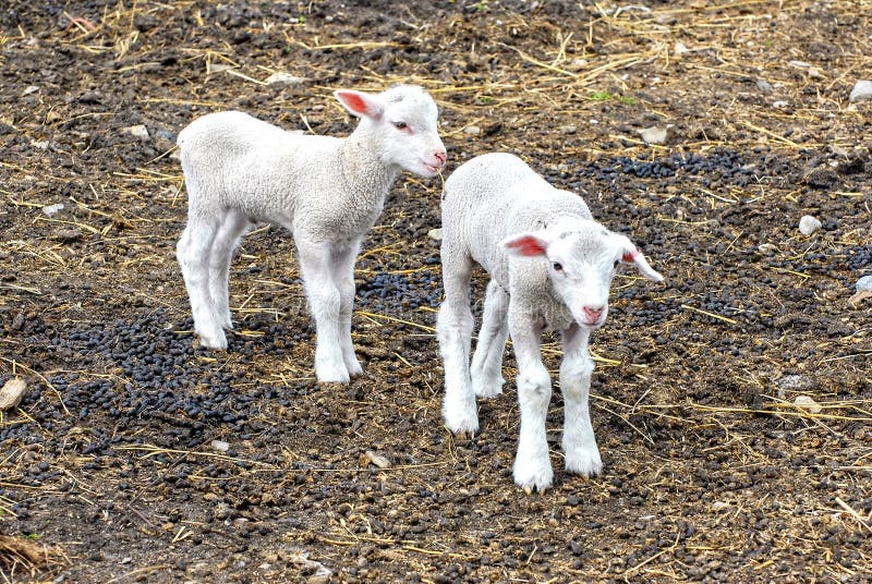 Two baby sheep stock photo. Image of country, birthing - 347203518