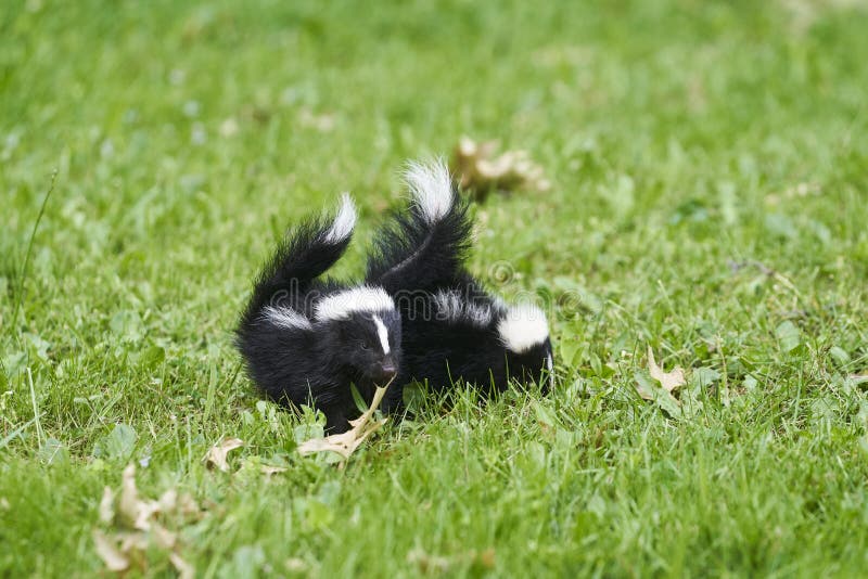 340 Skunks Stock Photos - Free & Royalty-Free Stock Photos from Dreamstime