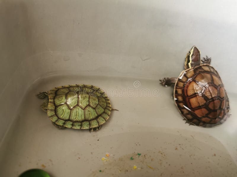 Two baby turtle stock image. Image of leaf, baby, invertebrate - 261776615