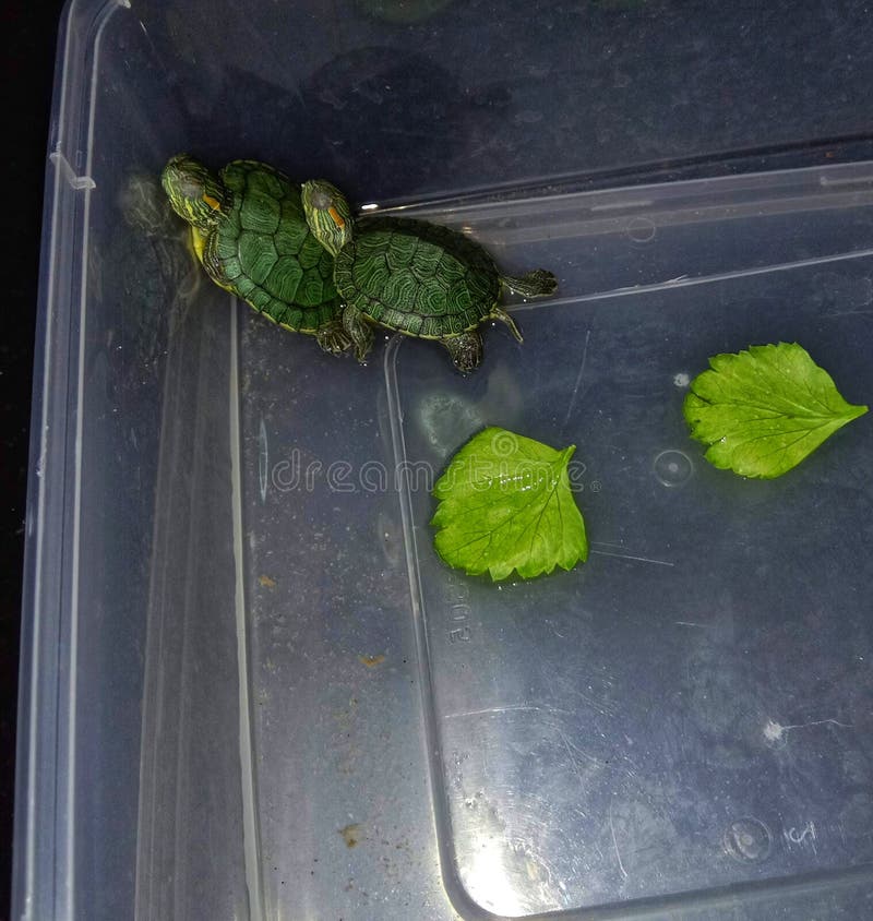 Two Baby Turtles are My New Pets Stock Image - Image of branch, yellow ...