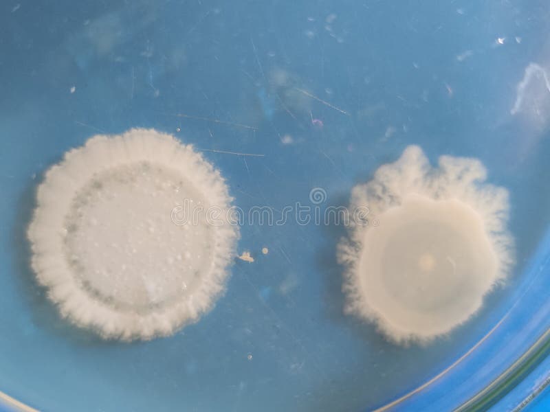 Bacillus Genus Bacteria Colonies Stock Photo - Image of microorganism ...