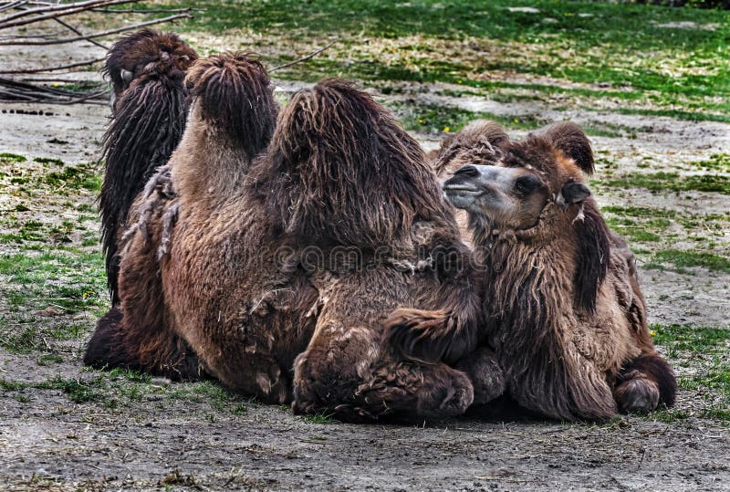 Two Bactrian Camels on the Ground 1 Stock Photo - Image of enduring ...