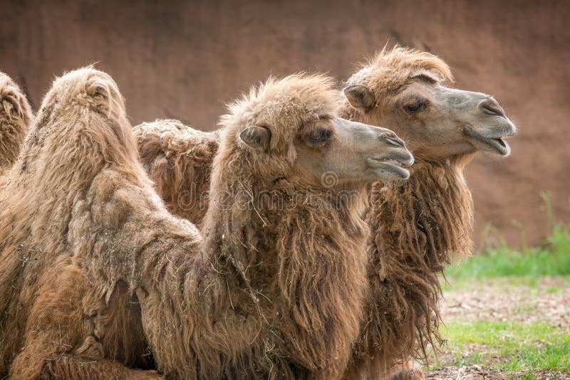 Two Bactrian Camels stock photo. Image of wildlife, camels - 55102258