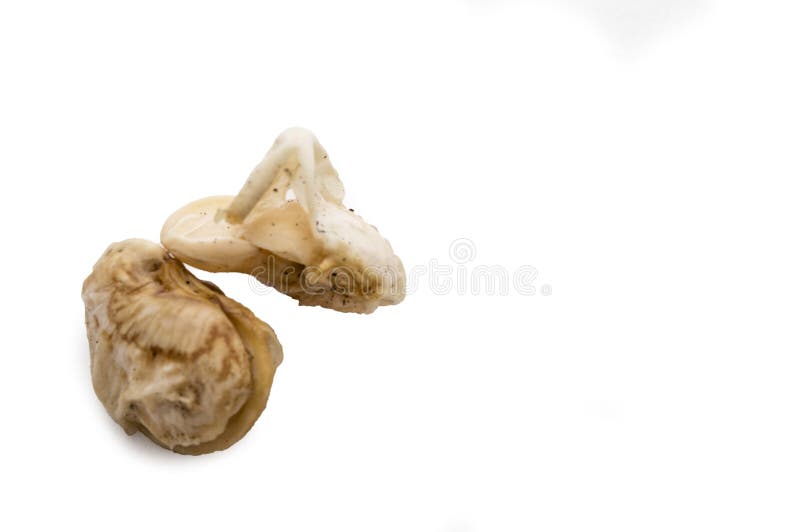 118 Rotten Sprouts Stock Photos - Free & Royalty-Free Stock Photos from ...