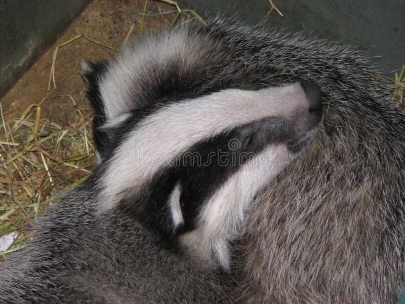 Two Badger cubs stock photo. Image of sleep, cubs, snooze - 144302