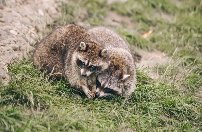 Two Badgers Feeding in Grass Stock Image - Image of nature, habitat ...