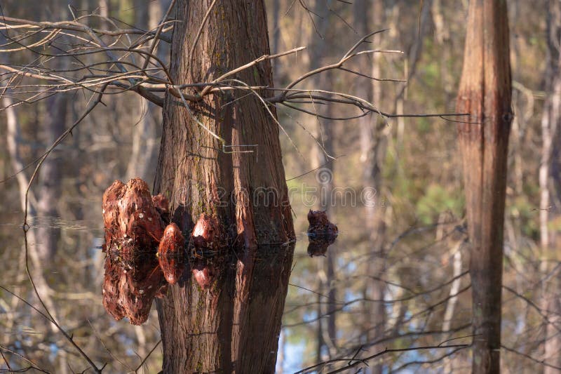 Two Bald Cypress Trees in an East Texas Forest Stock Photo - Image of ...