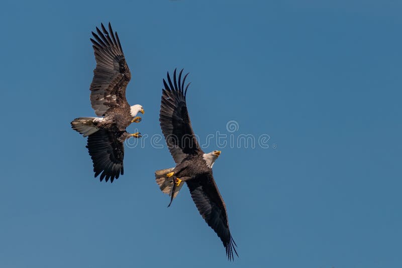 Two bald eagles fighting stock image. Image of eagle - 206618003