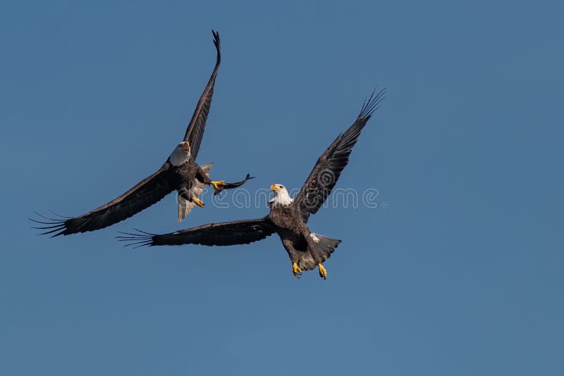 Two bald eagles fighting stock image. Image of eagles - 206617999