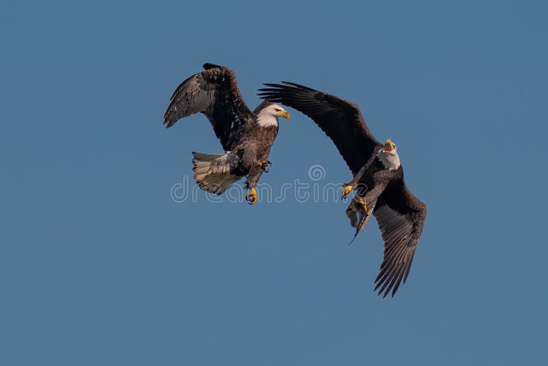 Two bald eagles fighting stock image. Image of eagle - 206618003