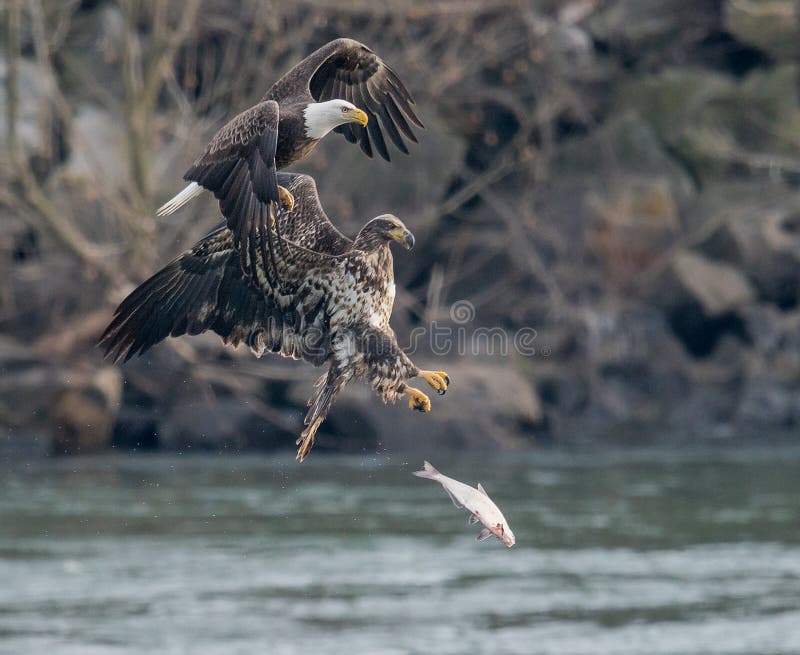 Two Eagles in flight stock image. Image of wind, flight - 90966319
