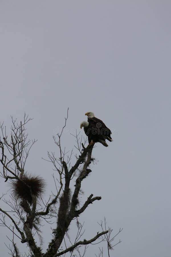 Two Bald Eagles on an Old Cypress Tree Stock Image - Image of wildlife ...