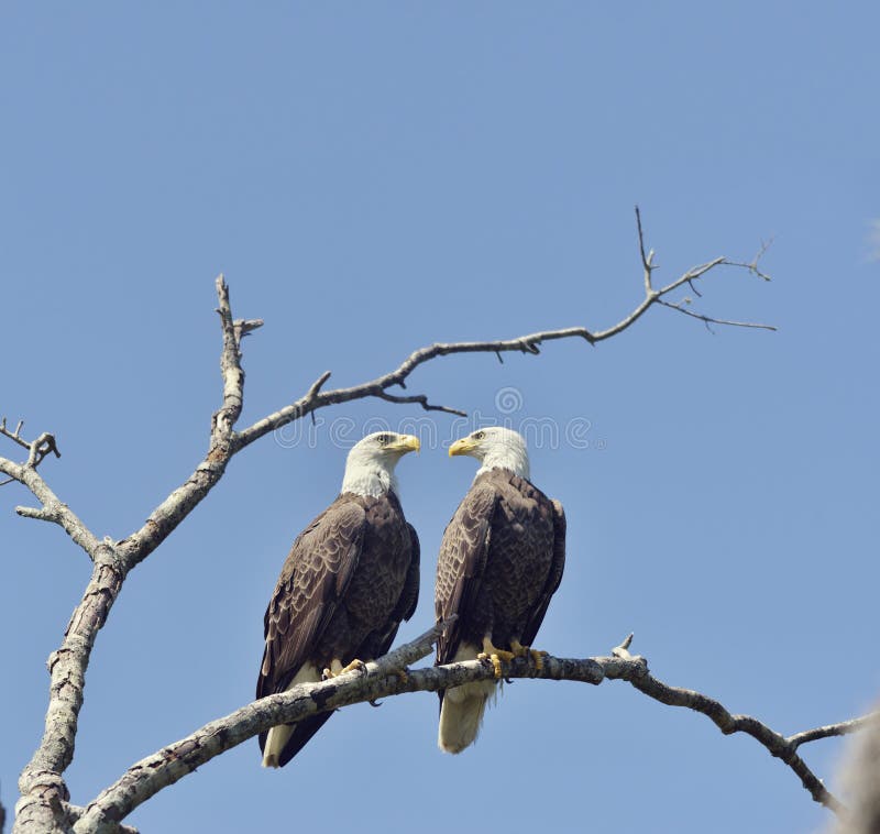 Two Bald Eagles stock photo. Image of feather, symbol - 69940966